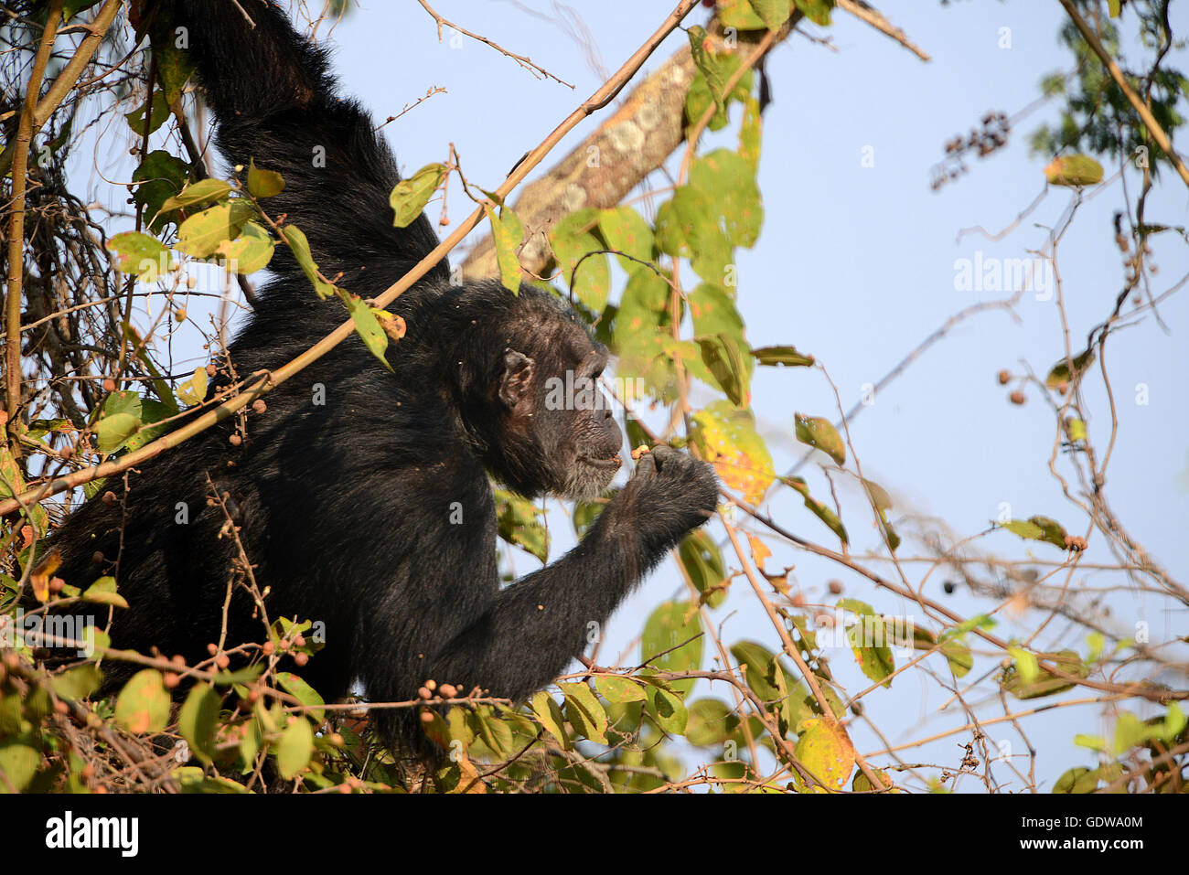 Chimpanzees - Mahale Mountains National Park - Tanzania Stock Photo - Alamy