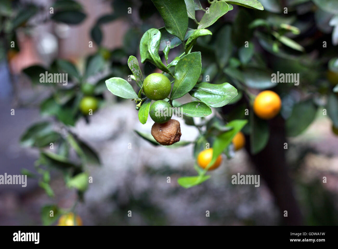 Orange rotting hi-res stock photography and images - Alamy