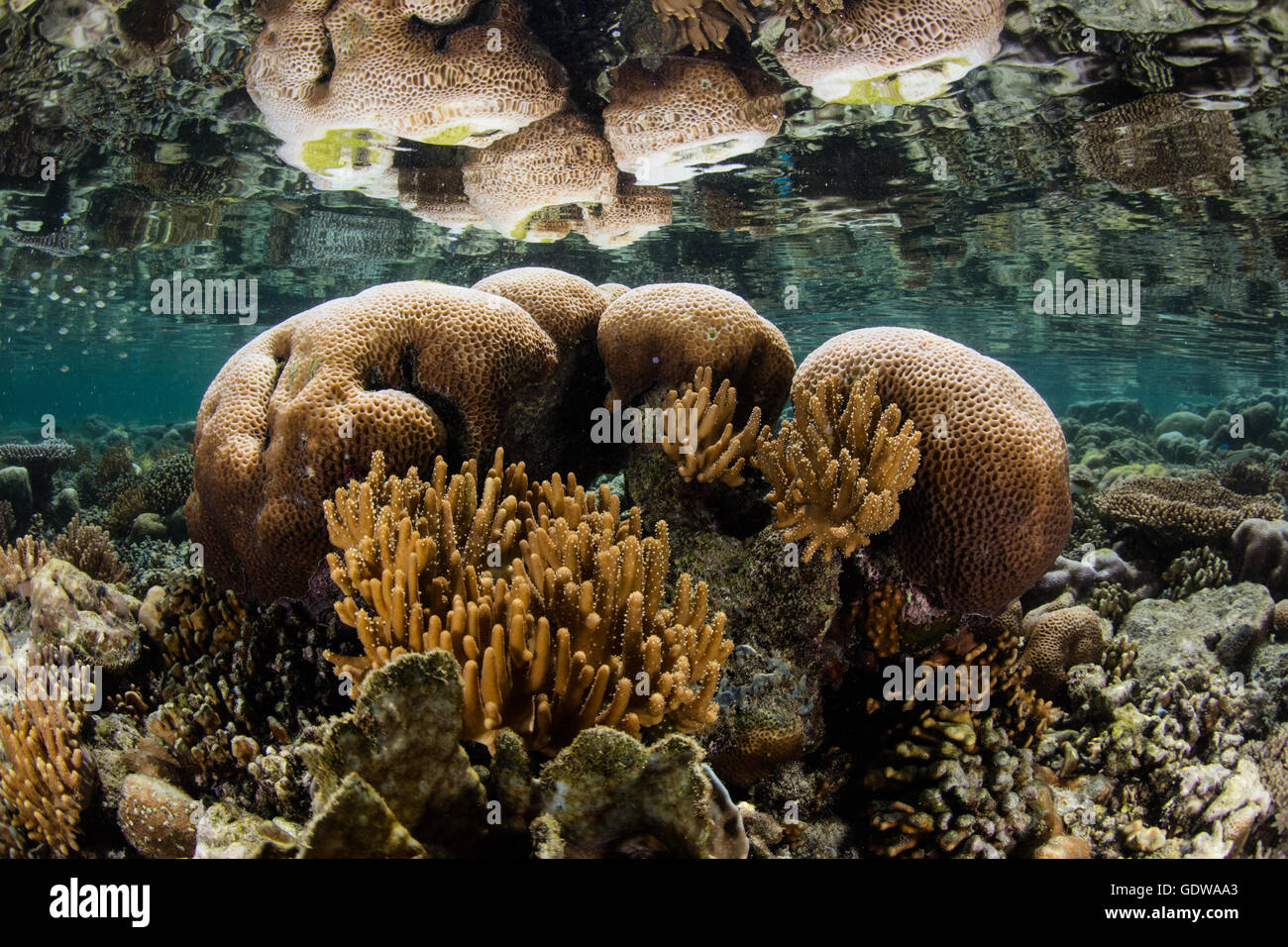 Healthy corals grow in extremely shallow water among the remote ...