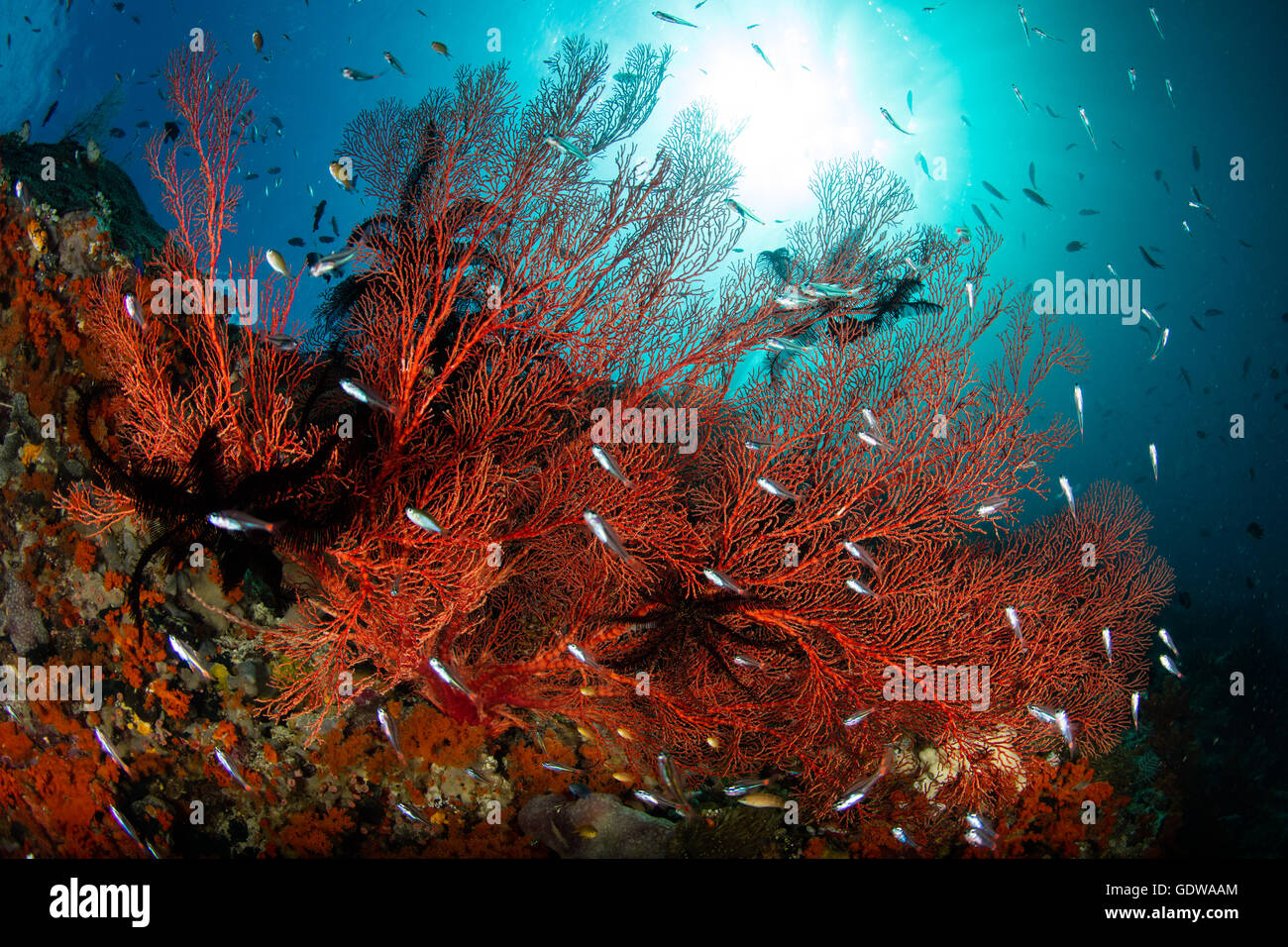 Small, bright fish swim above a healthy reef in Raja Ampat, Indonesia ...