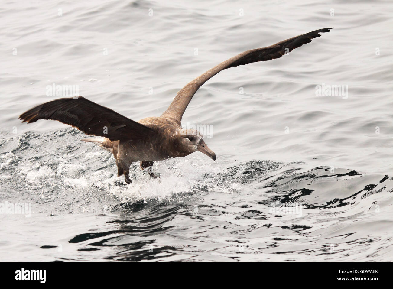A Black-footed Albatross dropping in for a landing Stock Photo - Alamy