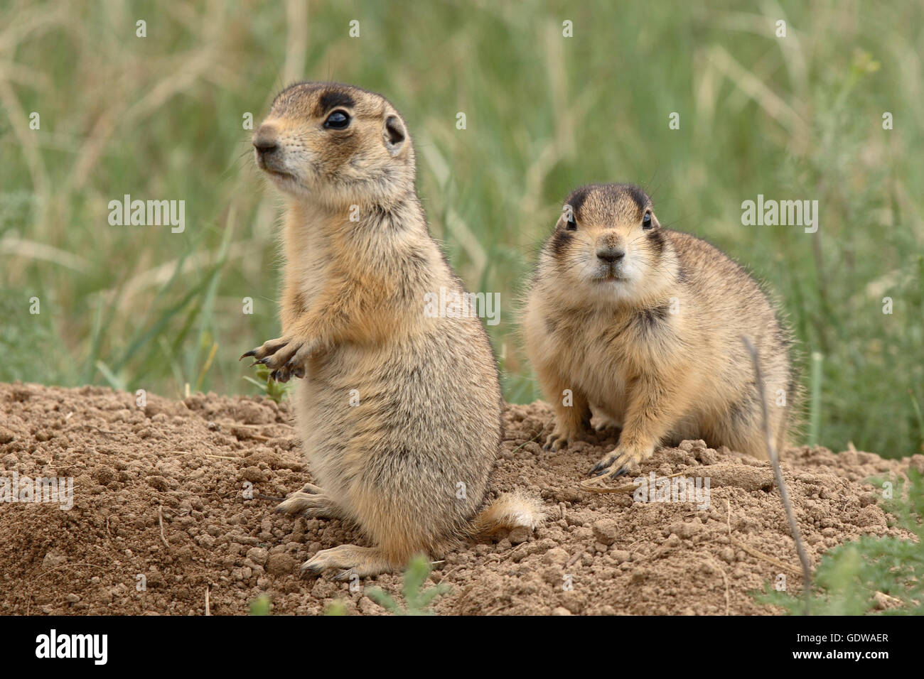 Prairie Dog Babies