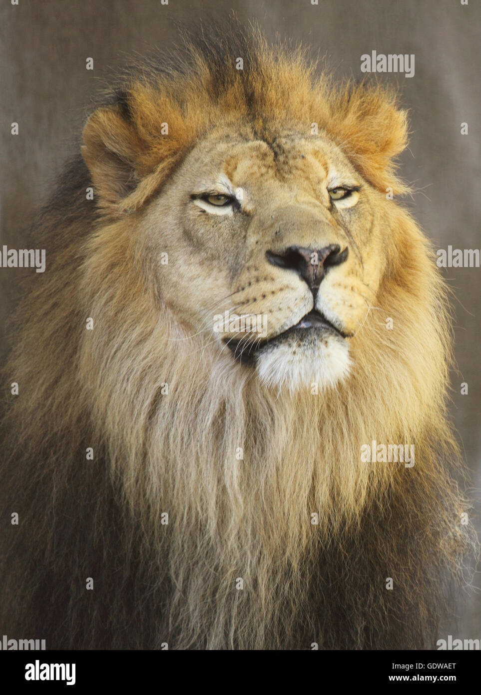 Full lion mane hi-res stock photography and images - Alamy