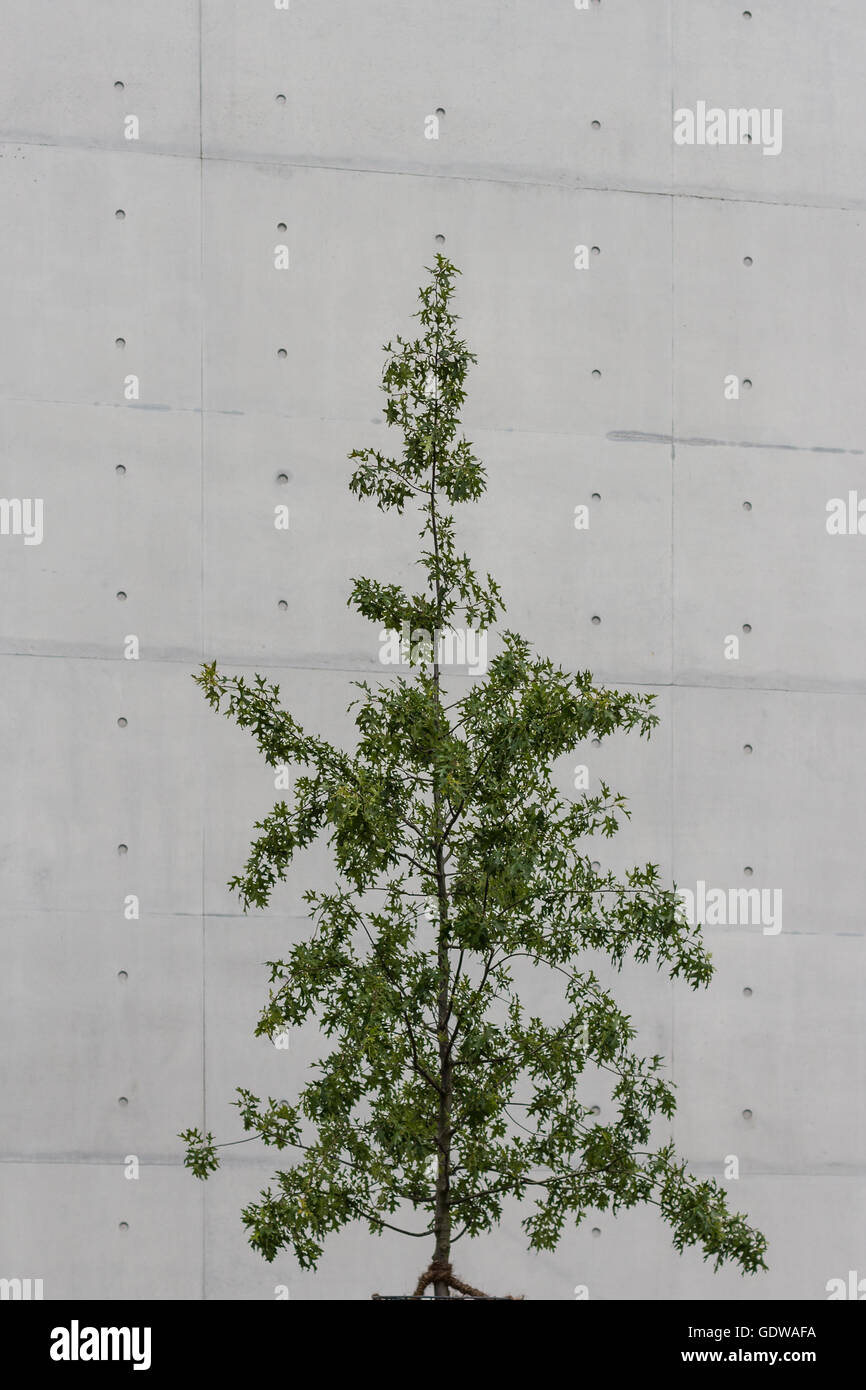 small tree concrete wall /cement background Stock Photo - Alamy