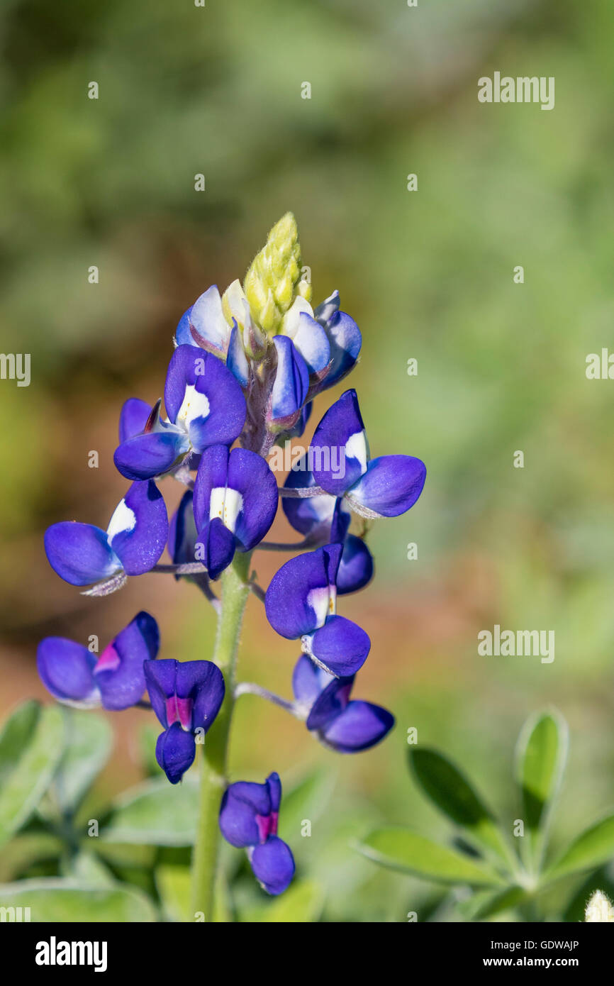 Bluebonnet lupine hi-res stock photography and images - Alamy