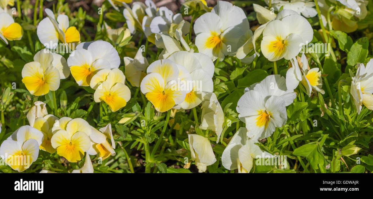 Viola COLORMAX POPCORN at Mercer Arboretum and Botanical Gardens in ...