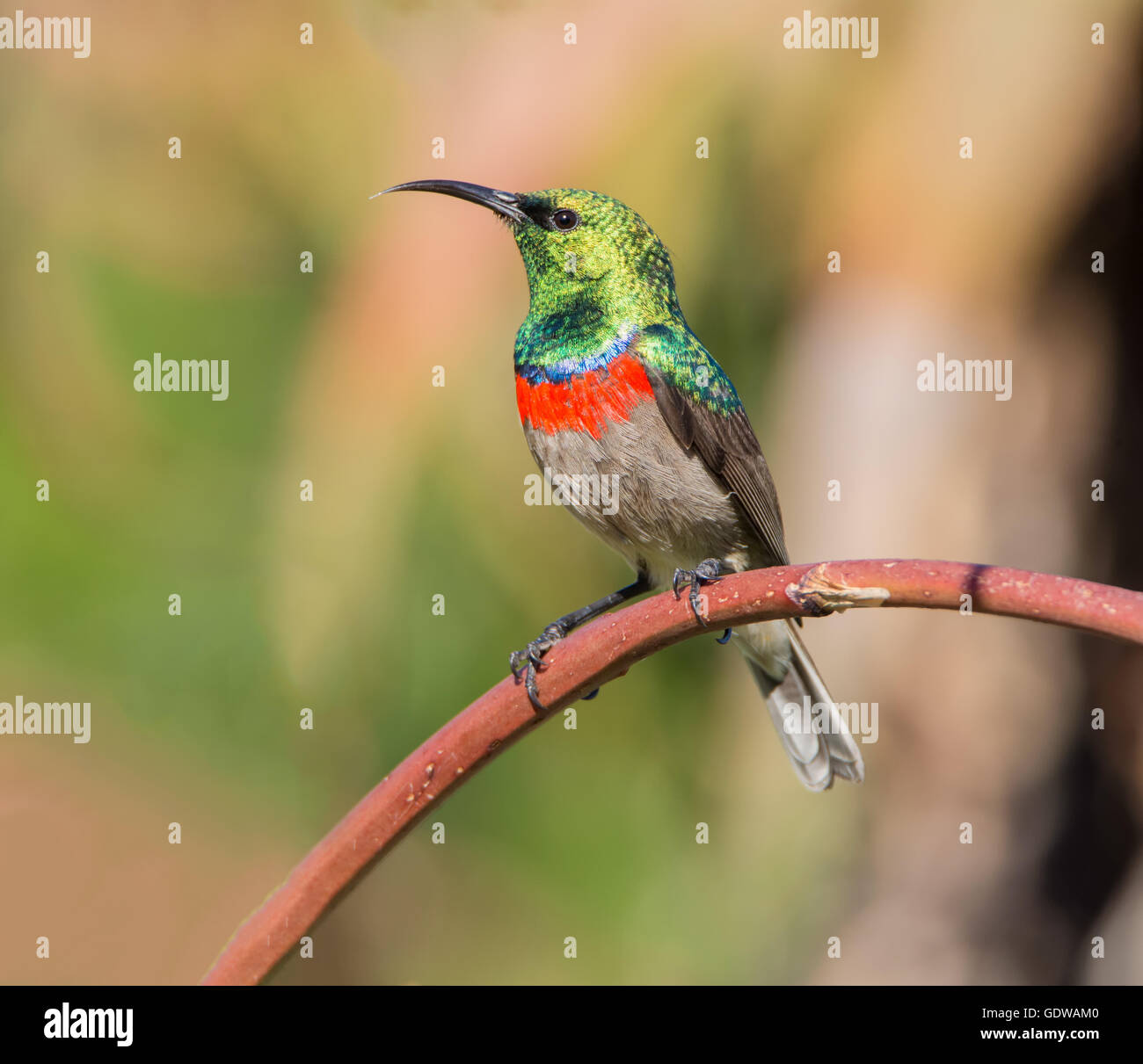 A male Southern Double-collared Sunbird perched on an aloe plant branch ...