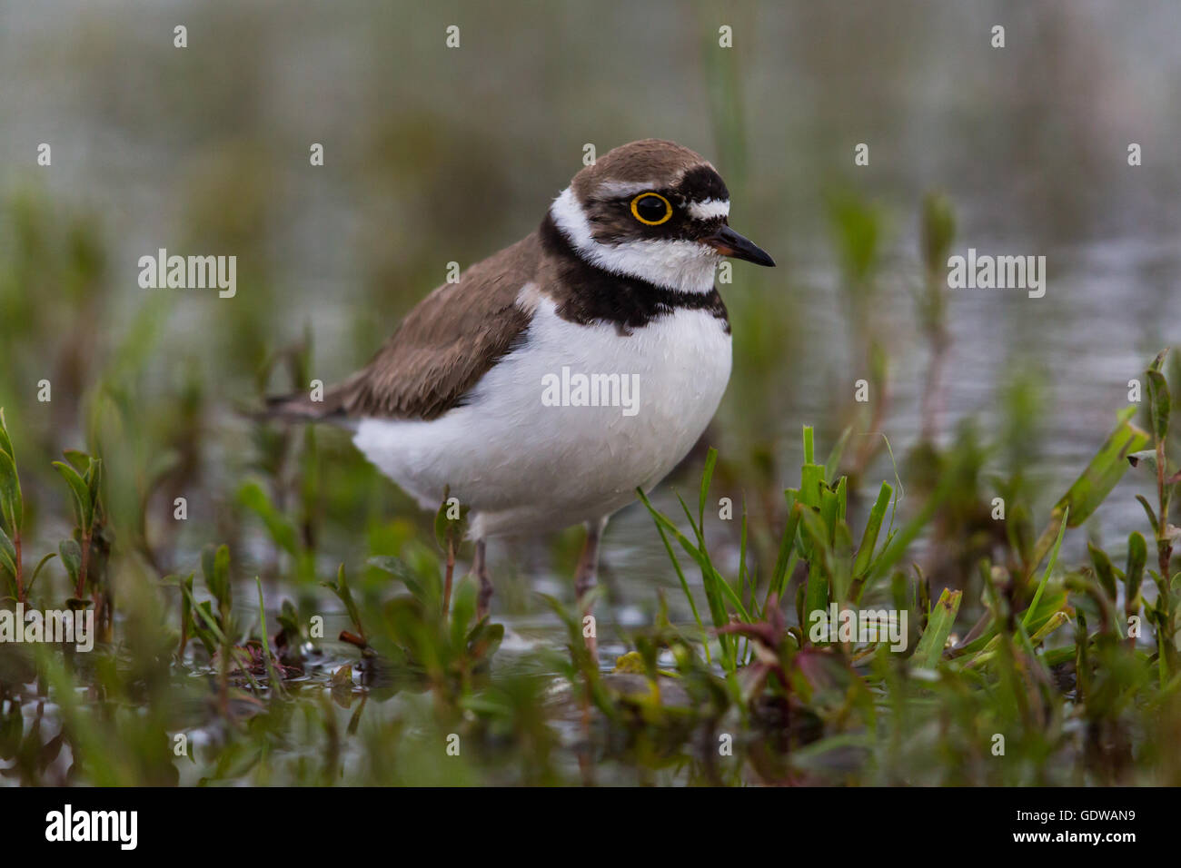 little ringed plover walking in wetland Stock Photo - Alamy