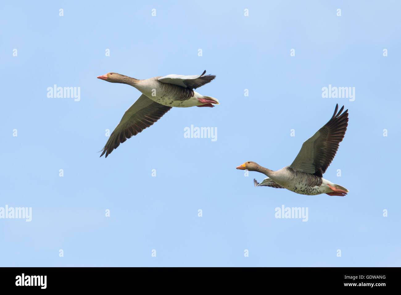 Two flying grey gooses in blue sky Stock Photo - Alamy