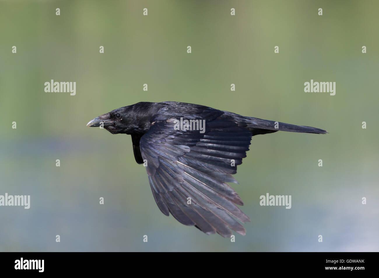 carrion crow during flight with full speed Stock Photo - Alamy