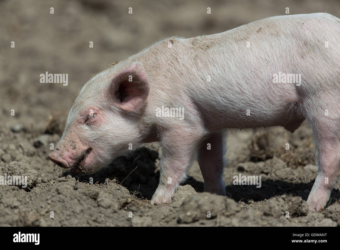 Pig standing hi-res stock photography and images - Alamy