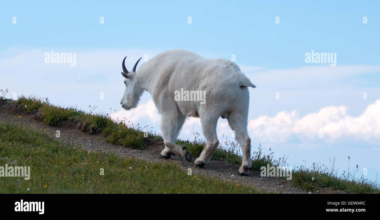 Male billy goat hi-res stock photography and images - Alamy
