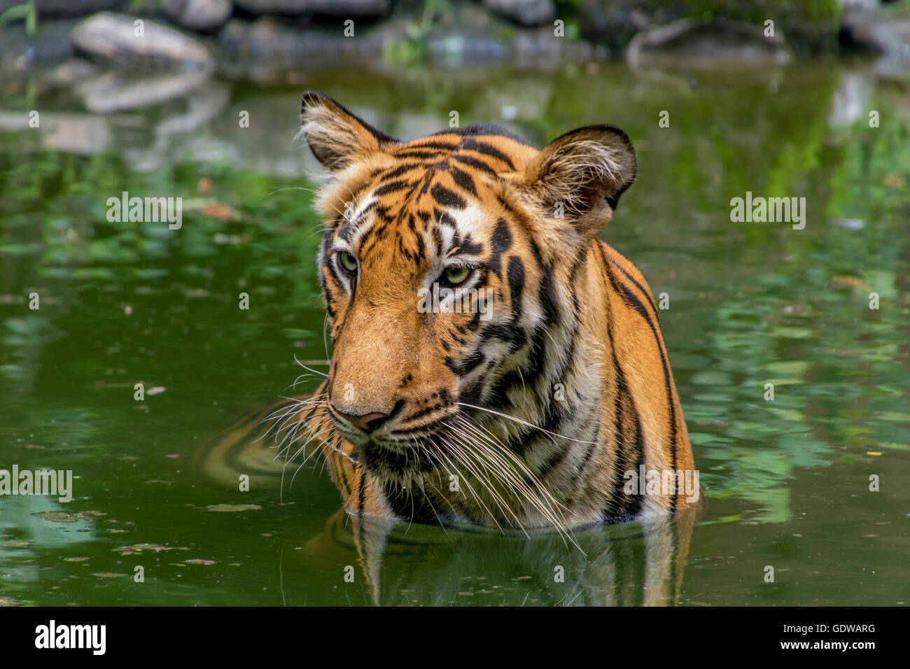 Bengal Tiger half submerged in water of a swamp - close up portrait ...