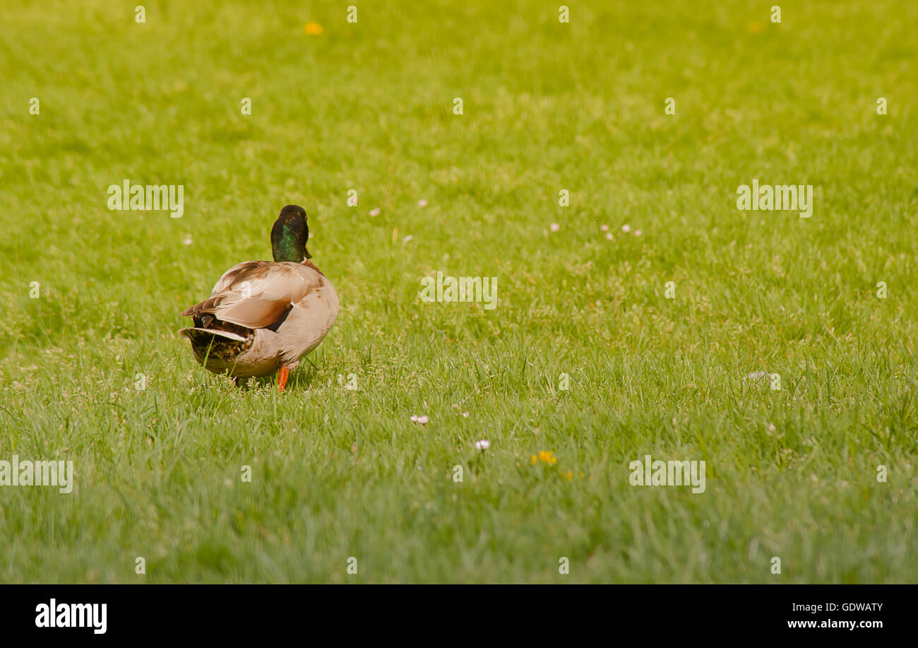 Mallard duck female sweet hi-res stock photography and images - Alamy
