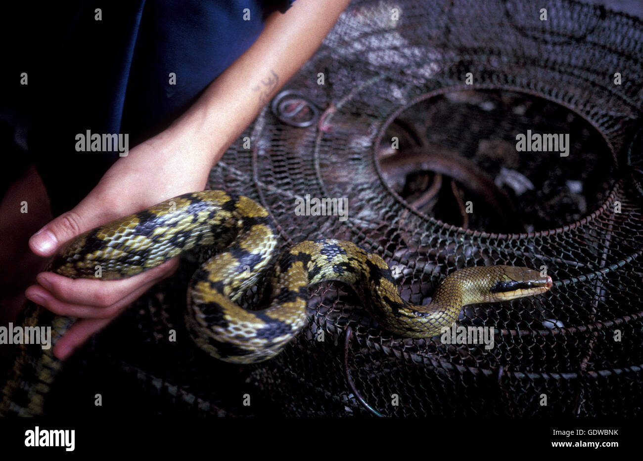 China Snake Food High Resolution Stock Photography and Images - Alamy