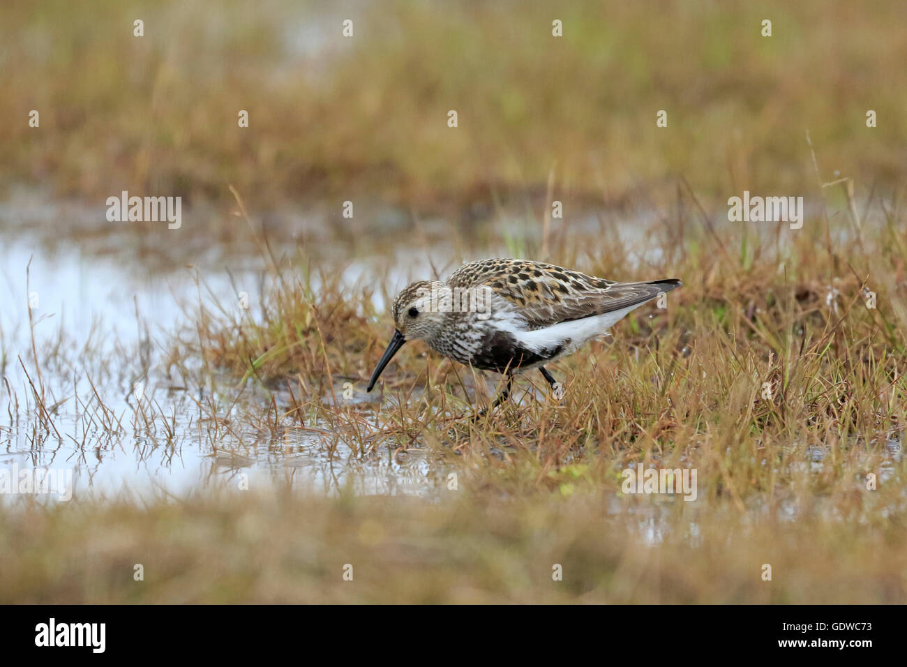 Dunlin in breeding plumage Stock Photo - Alamy