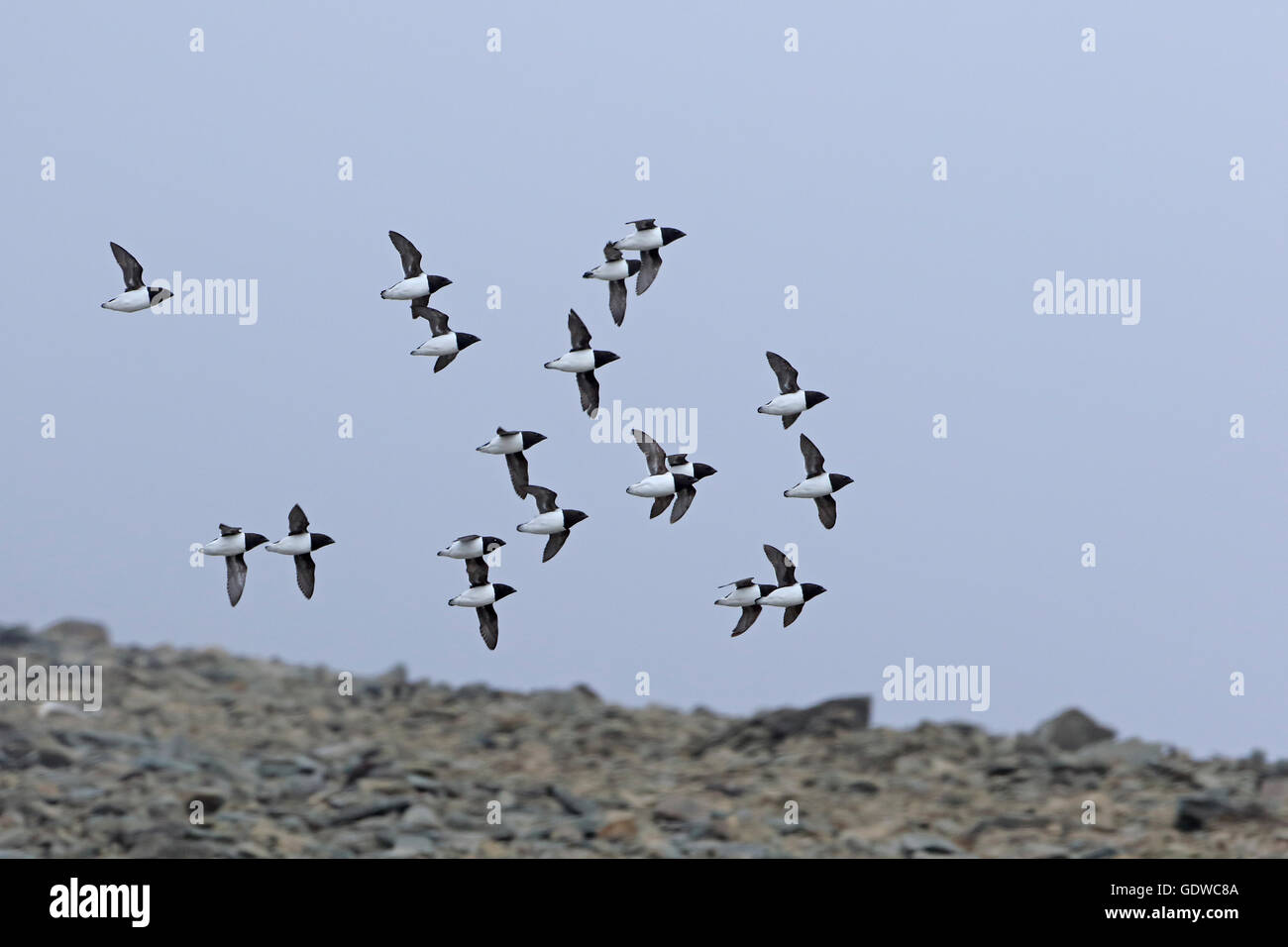 Auk flock hi-res stock photography and images - Alamy