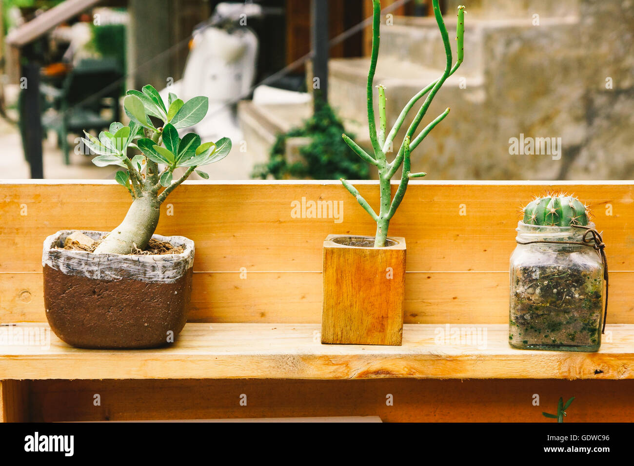Small tree in woodshelf interior decorate Stock Photo - Alamy