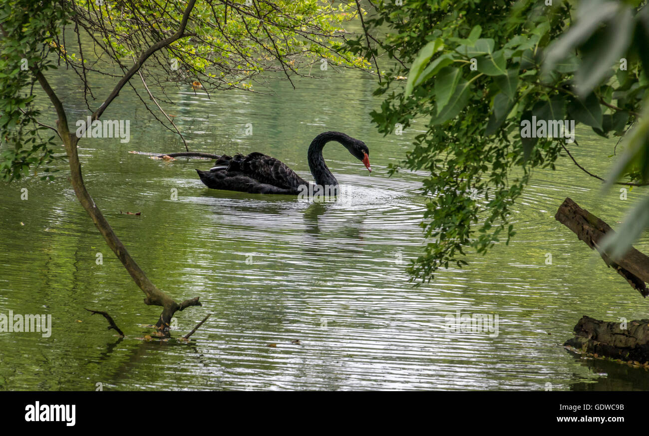 India swan bird hi-res stock photography and images - Alamy