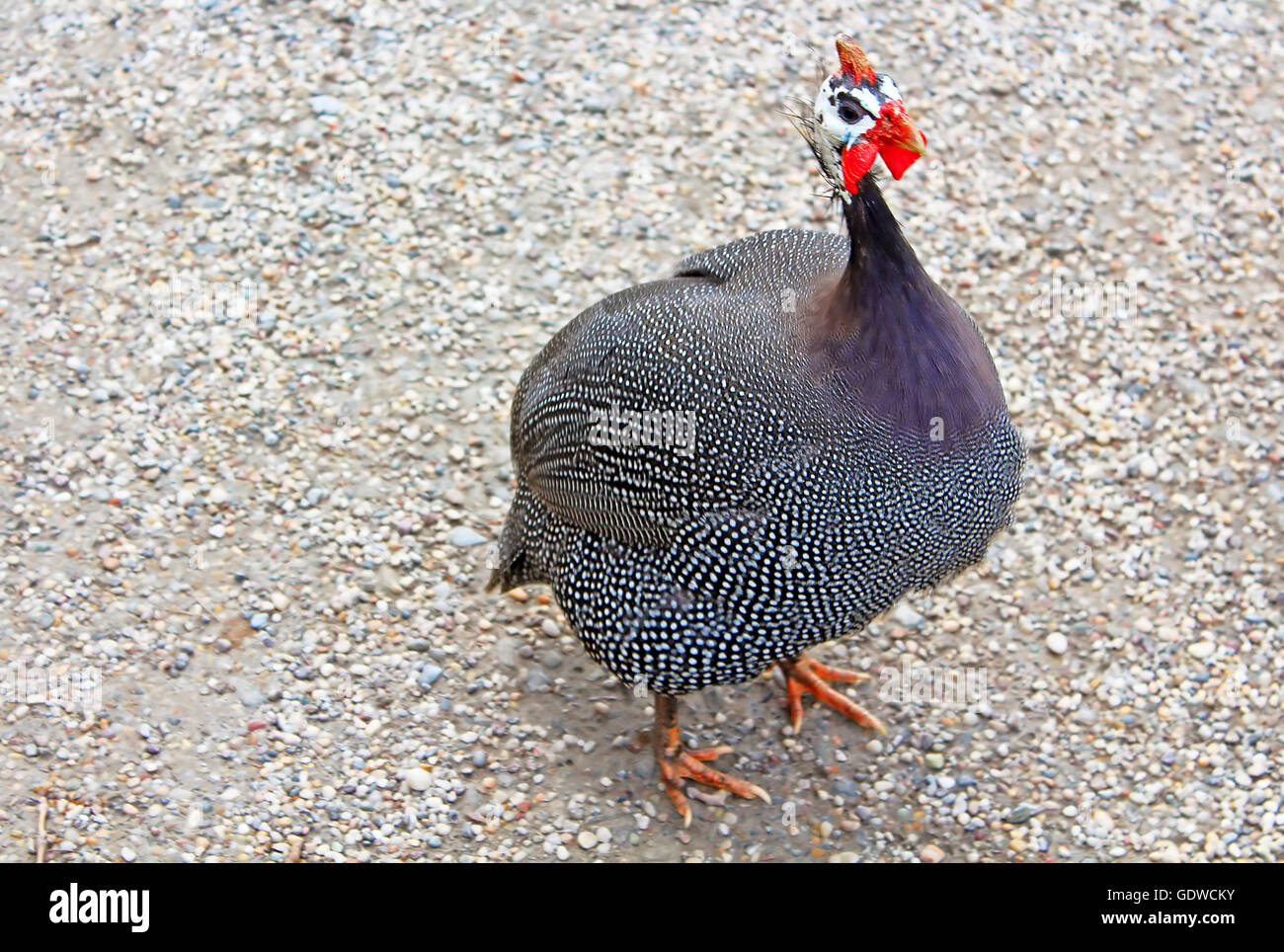 Guinea fowls near Dolmabahce palace, Istanbul, Turkey Stock Photo - Alamy
