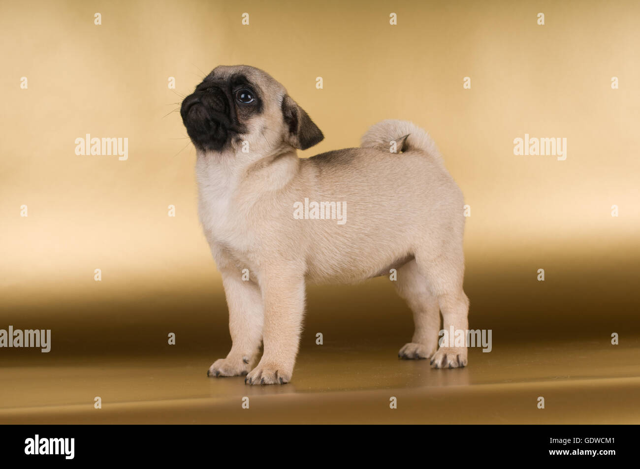 Pug puppy on golden background at studio Stock Photo - Alamy
