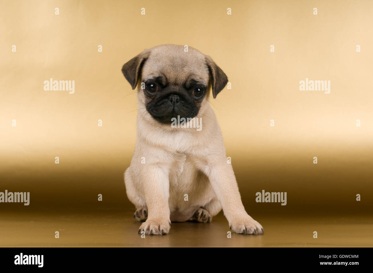 Pug puppy on golden background at studio Stock Photo - Alamy