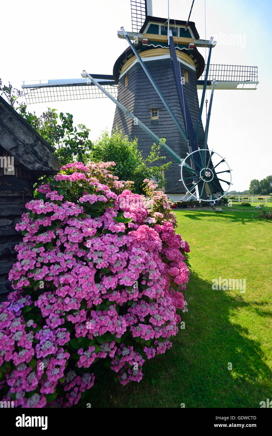 Pink windmill hi-res stock photography and images - Alamy