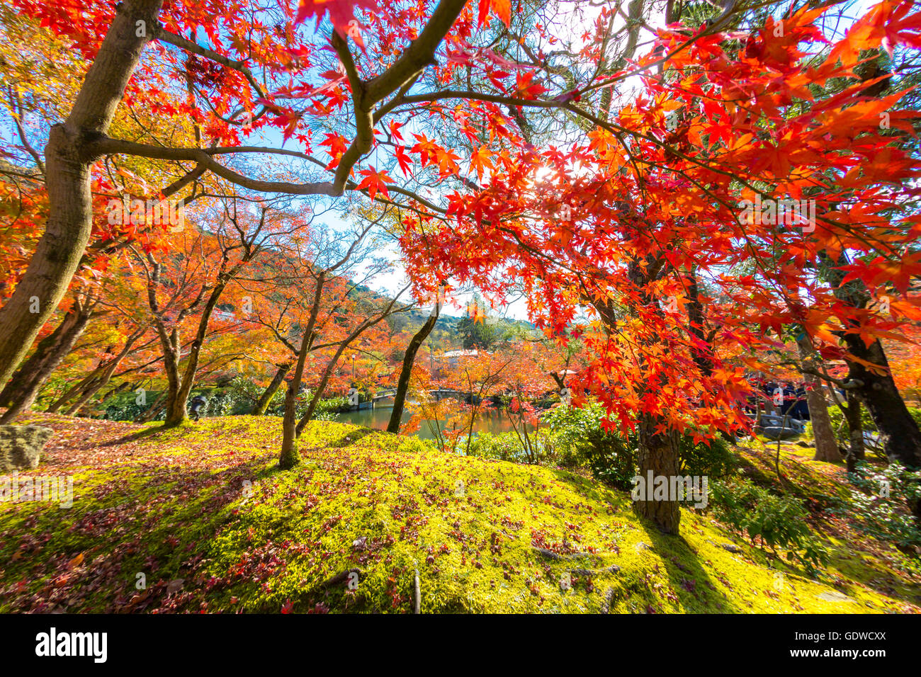 autumn leaves Yellow, orange and red in beautiful fall park Stock Photo ...