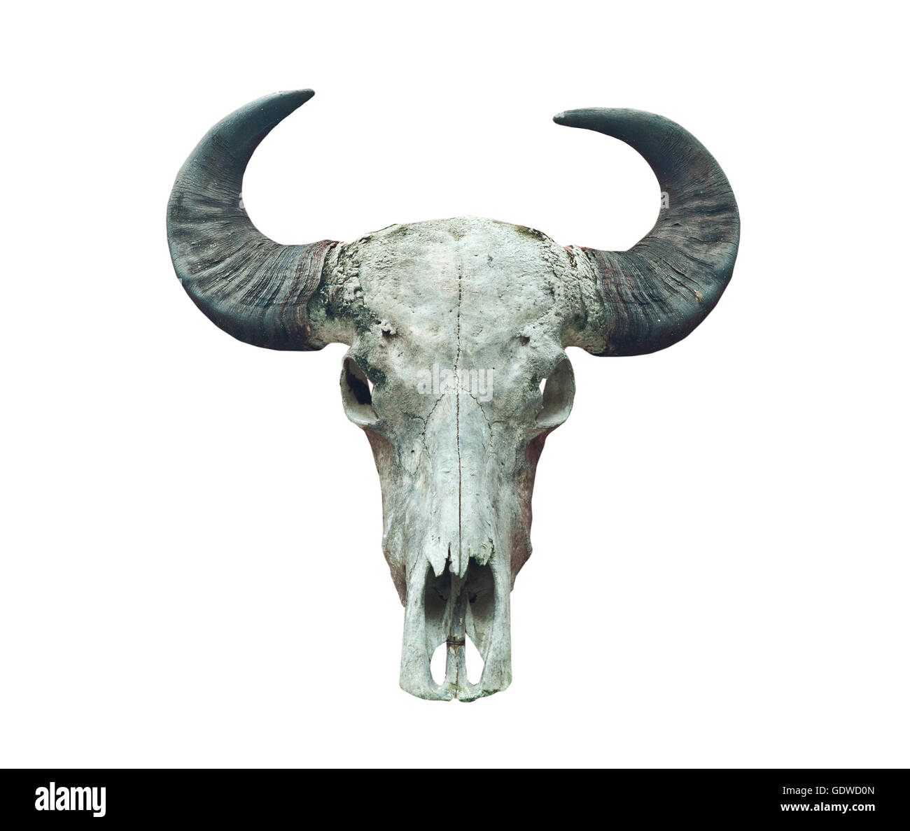 buffalo skull on the white background Stock Photo - Alamy