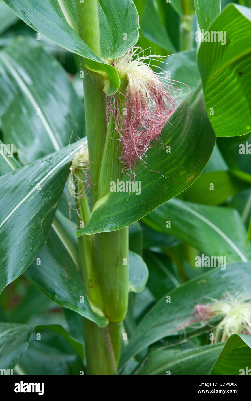 Baby corn farming hi-res stock photography and images - Alamy