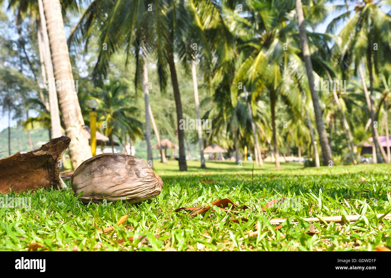 Coconut tree sky sunlight hi-res stock photography and images - Alamy