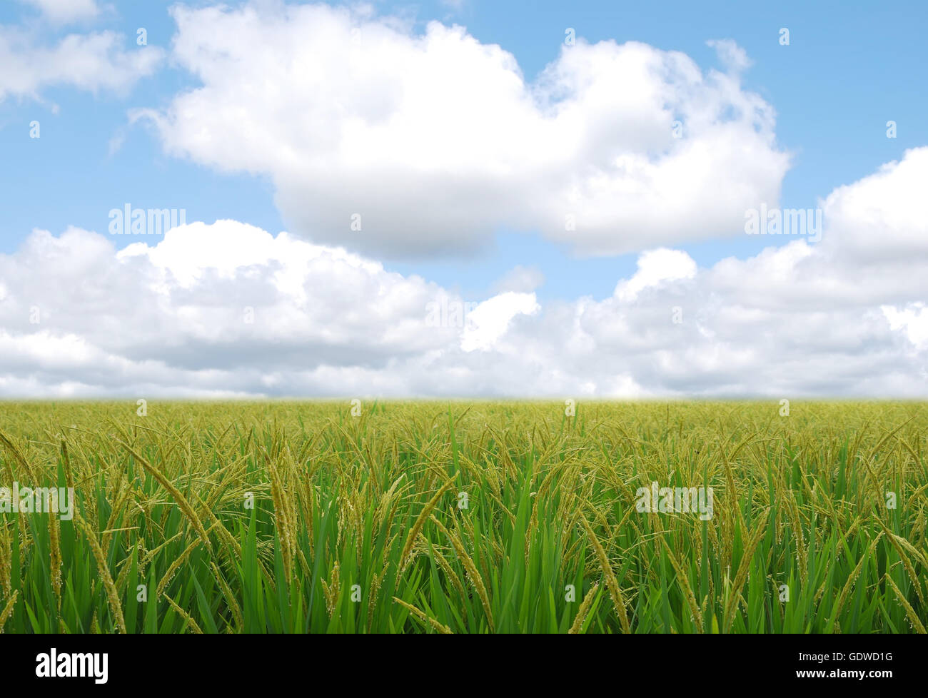 Green rice field in Thailand Stock Photo - Alamy