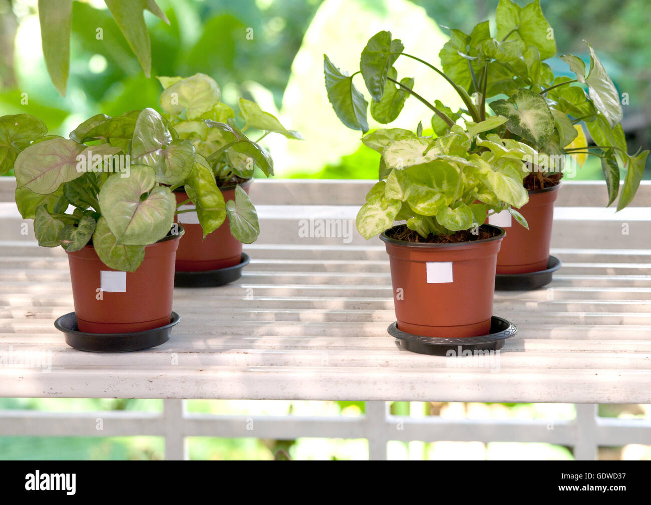 Group indoor plants set hi-res stock photography and images - Alamy
