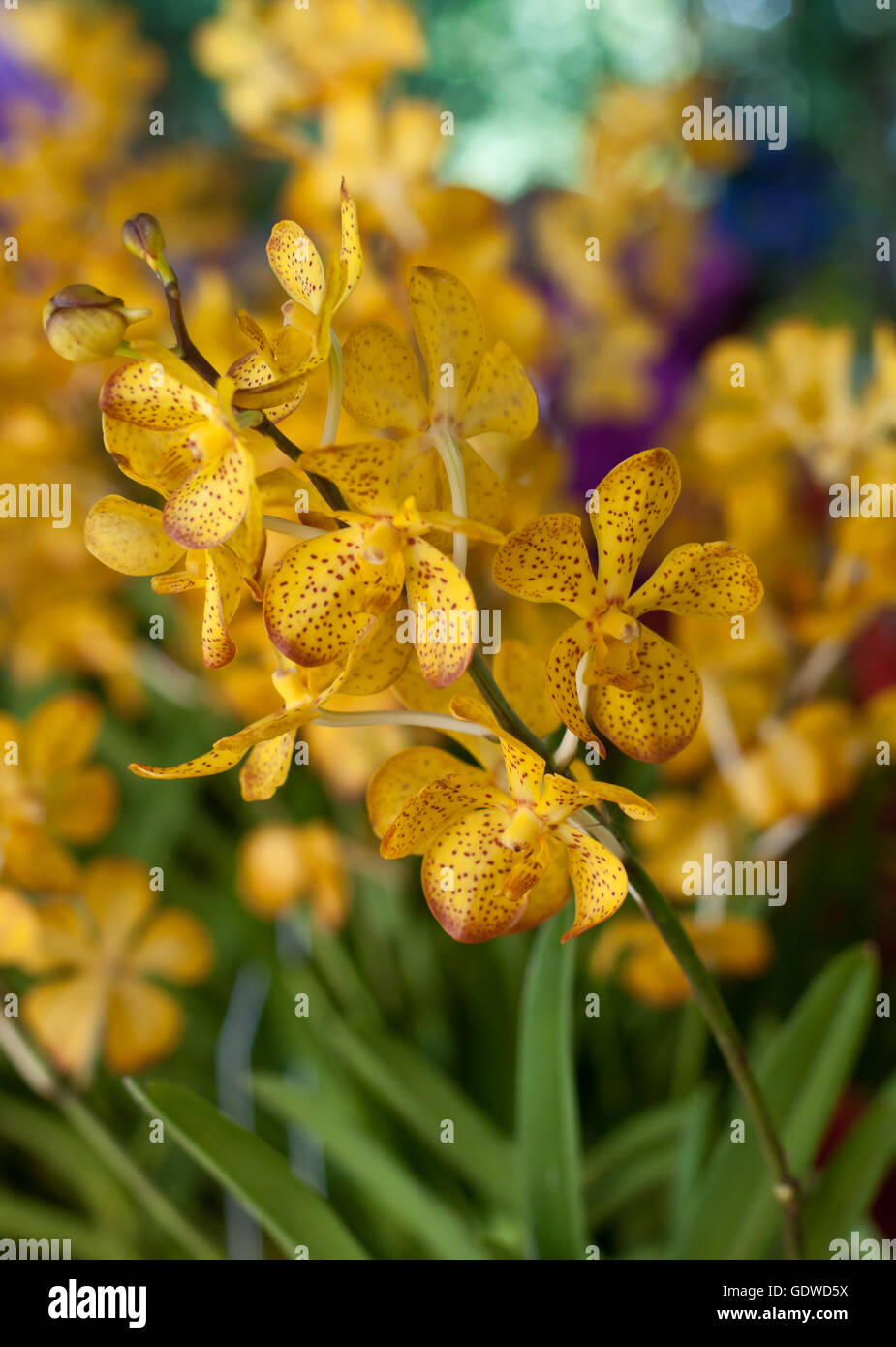 beautiful orchid flower in garden Stock Photo - Alamy