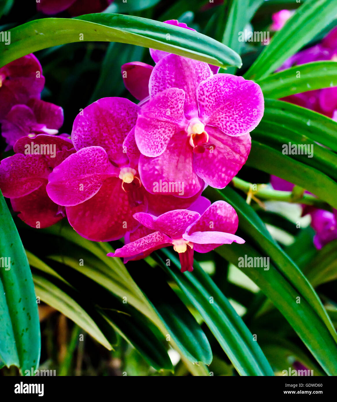 Oriental orchid wallpaper hi-res stock photography and images - Alamy