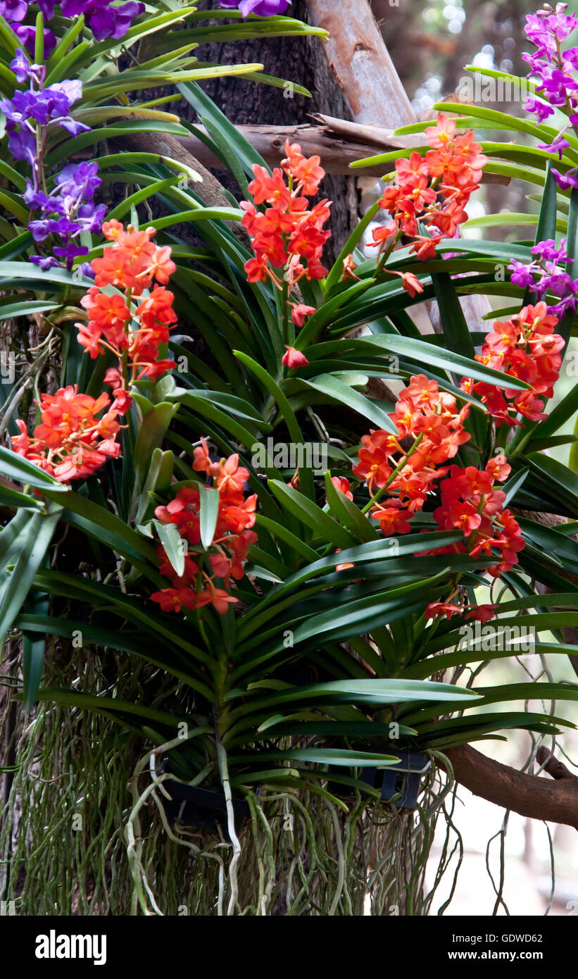 beautiful orchid flower in garden Stock Photo - Alamy