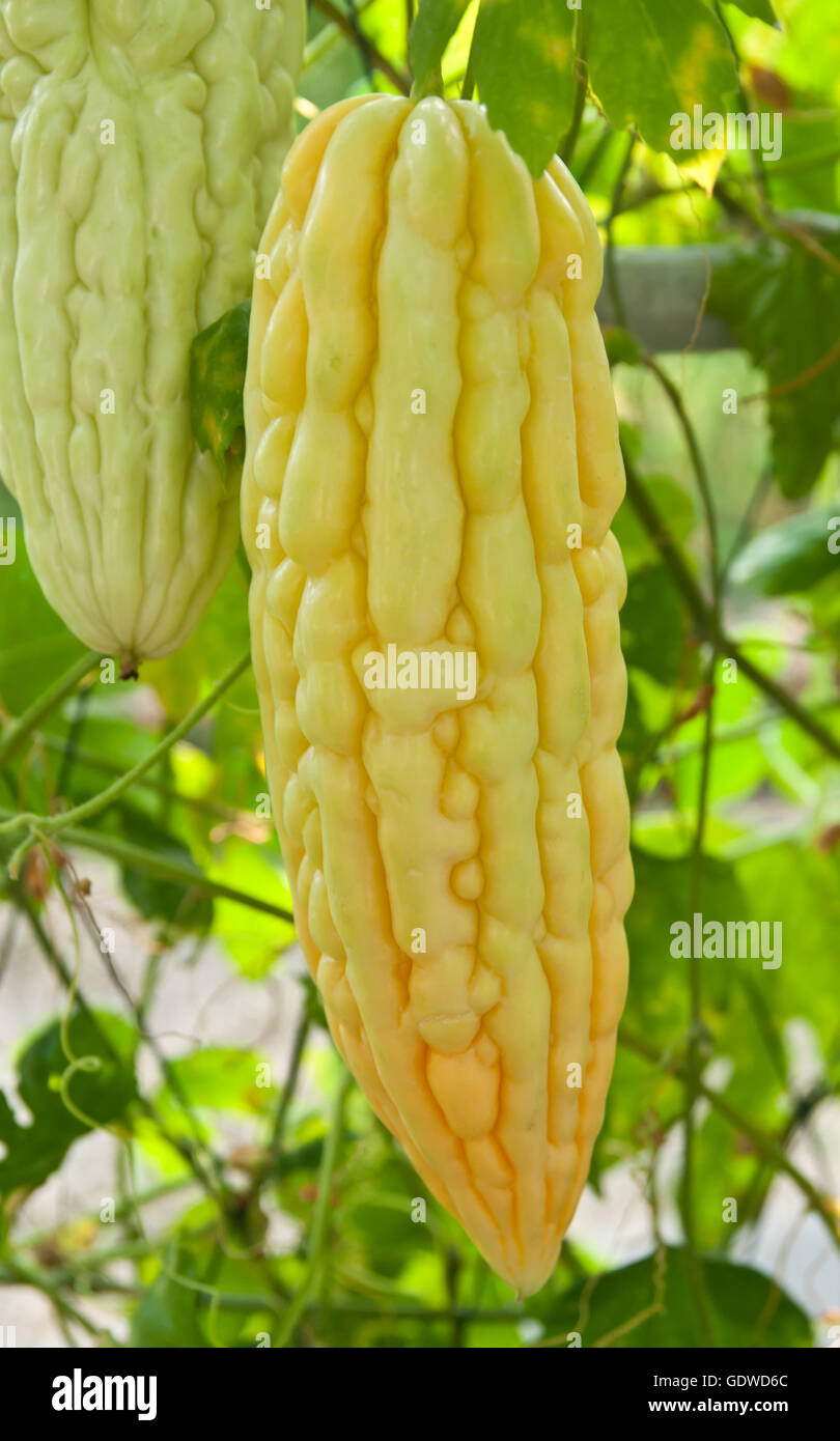 bitter melon in a farm Stock Photo - Alamy