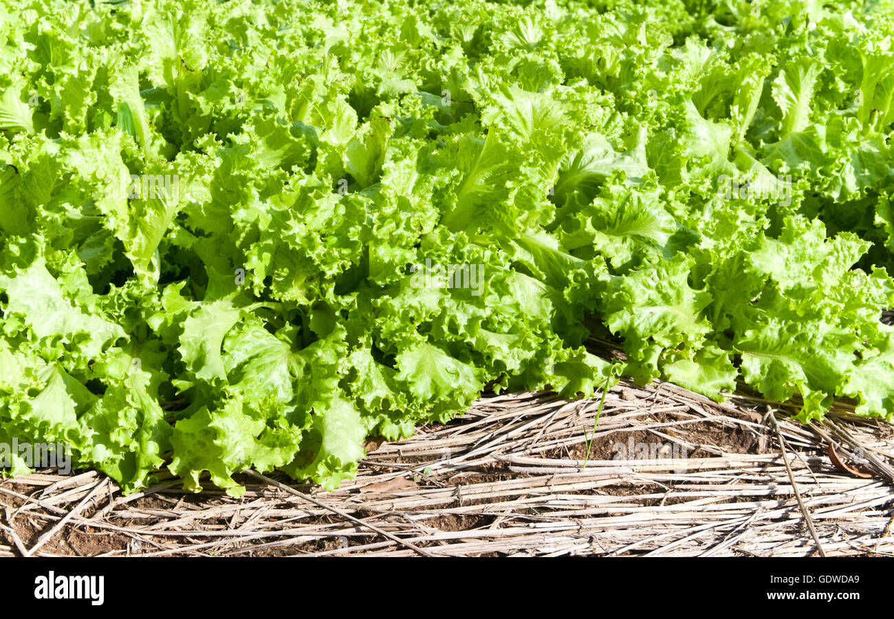 green lettuce fresh vegetable in farm Stock Photo - Alamy