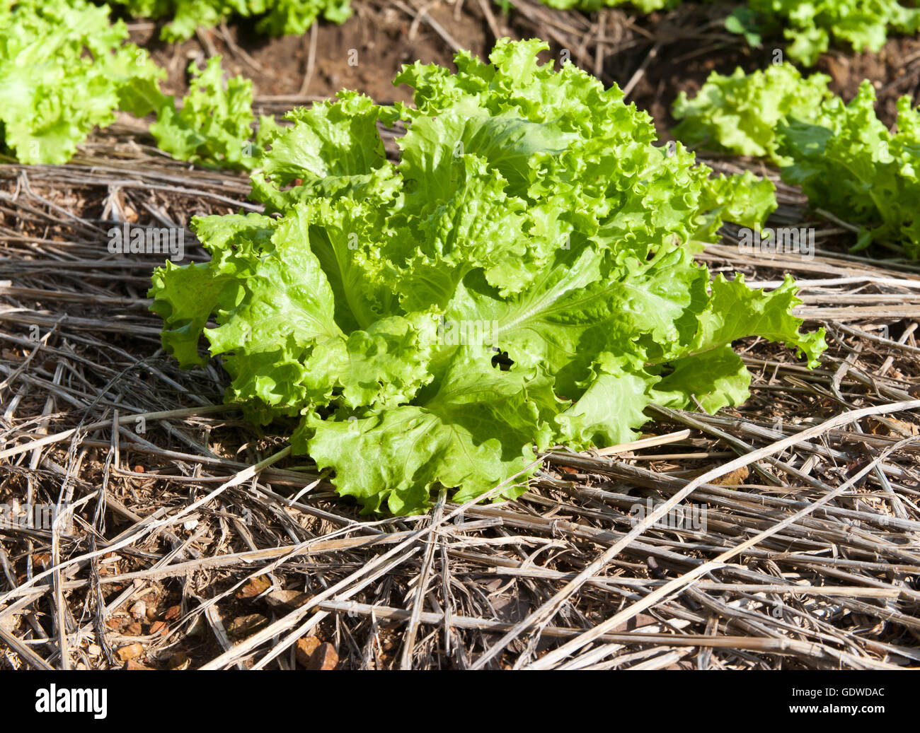 green lettuce fresh vegetable in farm Stock Photo - Alamy