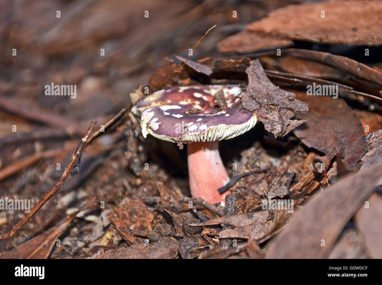 Pink and purple Russula mushroom emerging from leaf litter on the ...