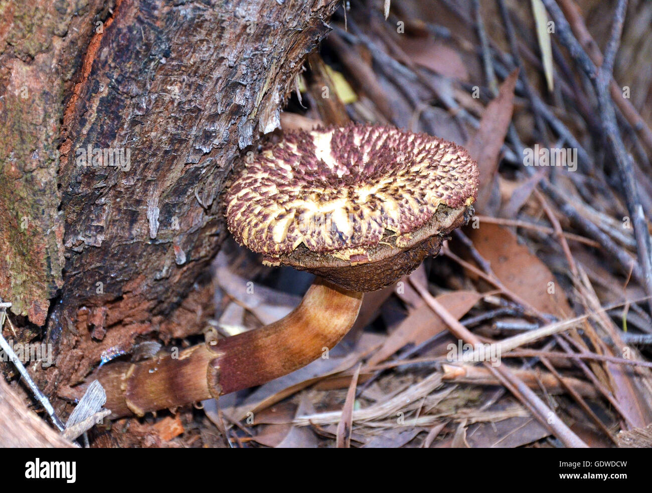 Brown shaggy cap mushroom (Boletus emodensis) growing at the base of a ...
