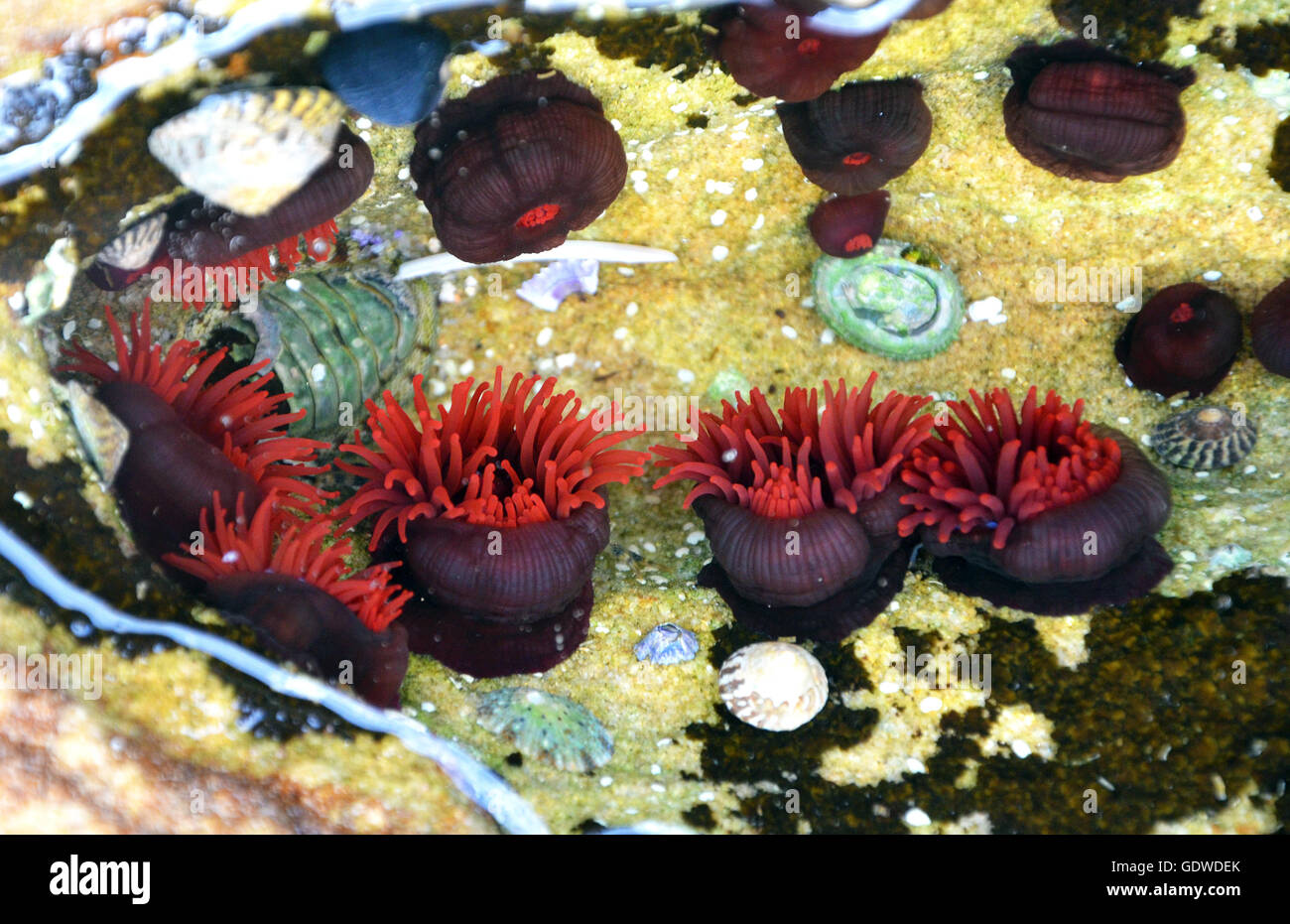 Anemone in rockpool hi-res stock photography and images - Alamy