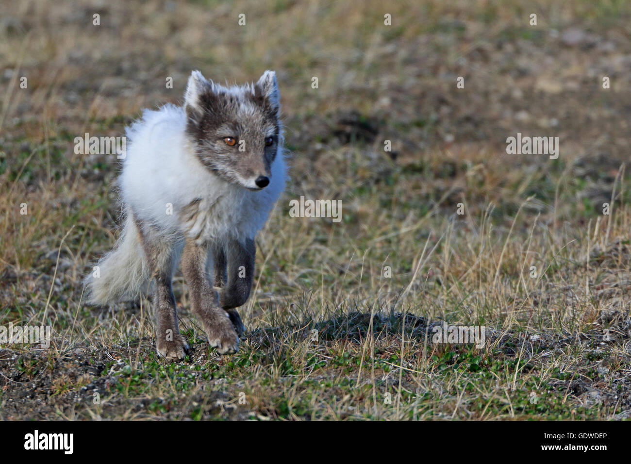 Running Arctic Fox in summer coat Stock Photo - Alamy