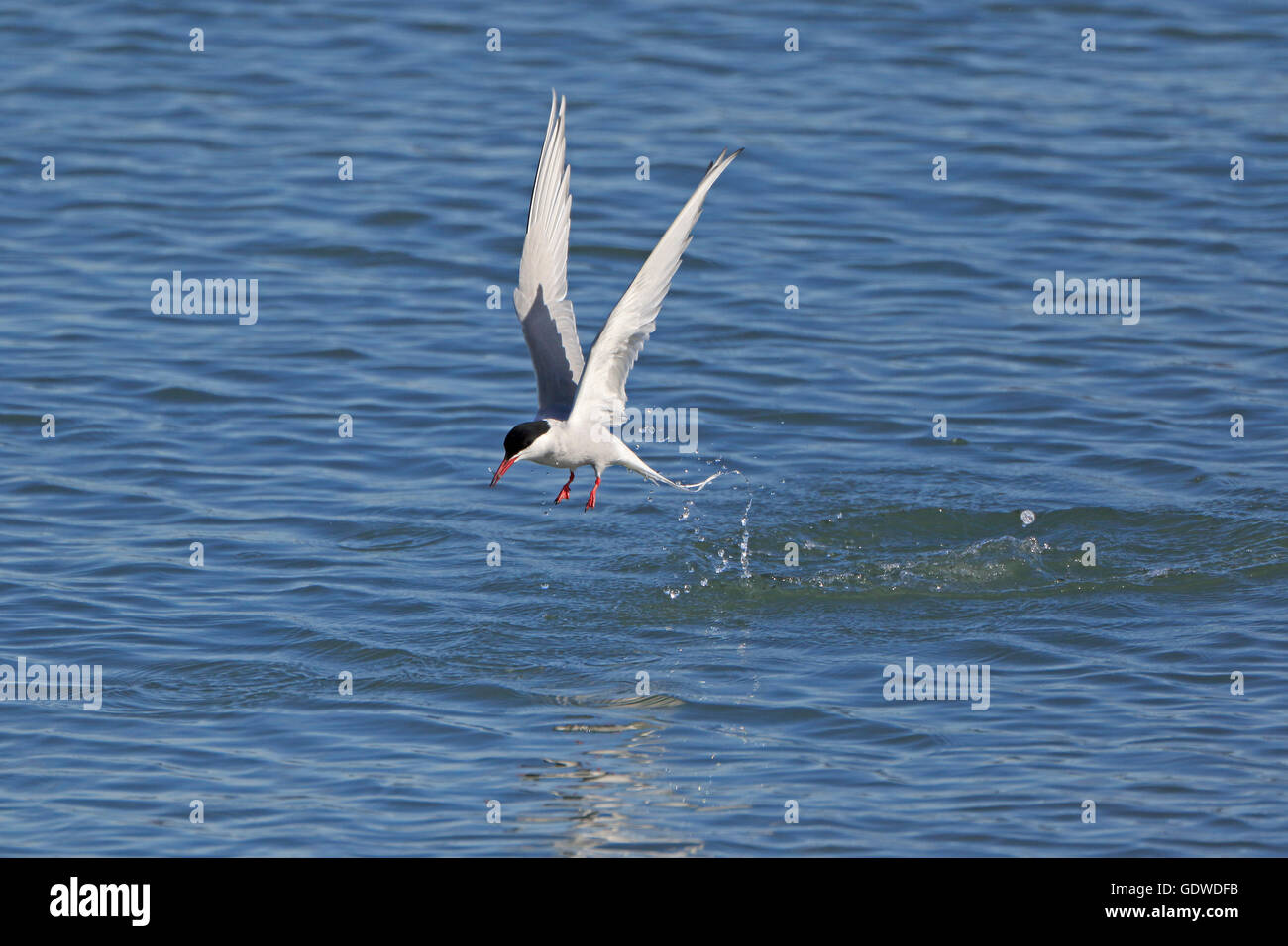 Adult Arctic Tern in flight Stock Photo - Alamy