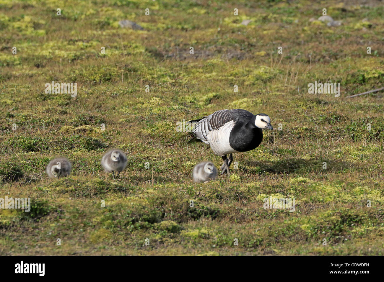 Barnacle Goose with goslings Stock Photo - Alamy