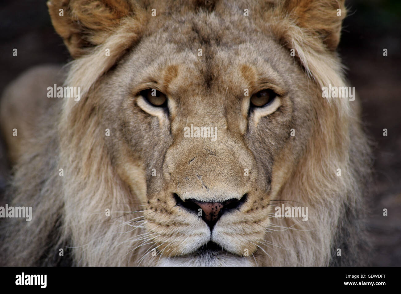 Lions face hi-res stock photography and images - Alamy