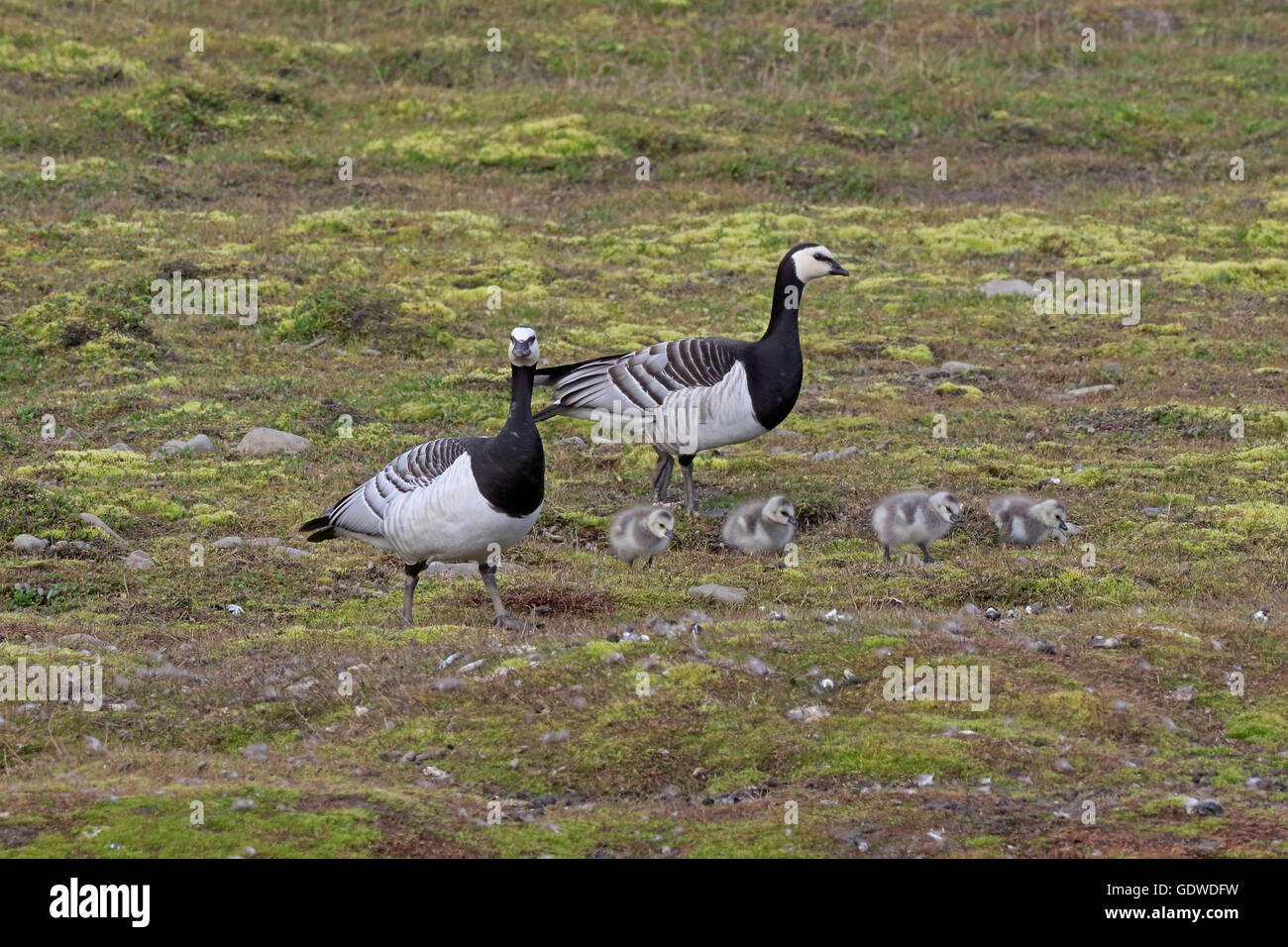 Barnacle Geese with goslings Stock Photo - Alamy