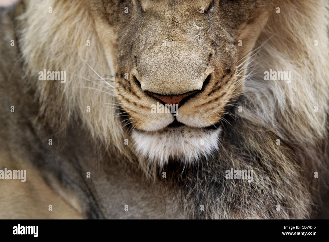 Lions nose hi-res stock photography and images - Alamy