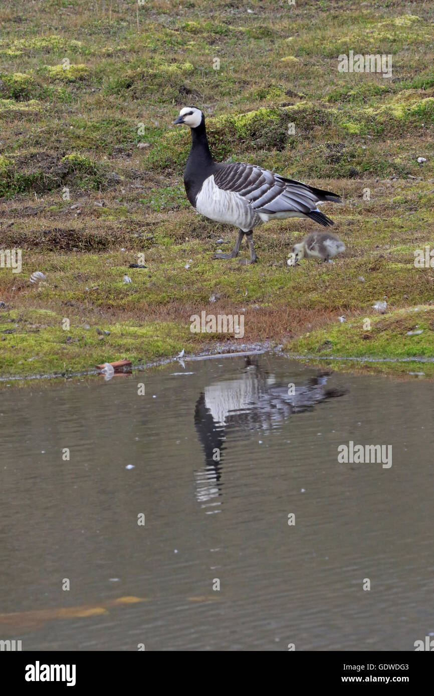 Barnacle Goose with gosling Stock Photo - Alamy