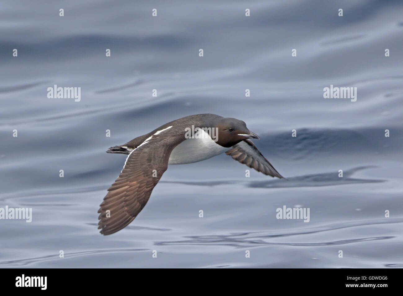 Brunnich's Guillemot in flight Stock Photo - Alamy